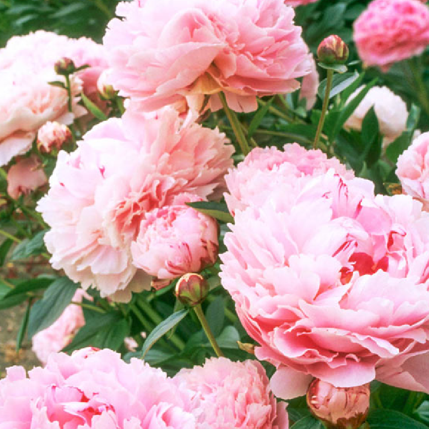 Peony Scented Pencils